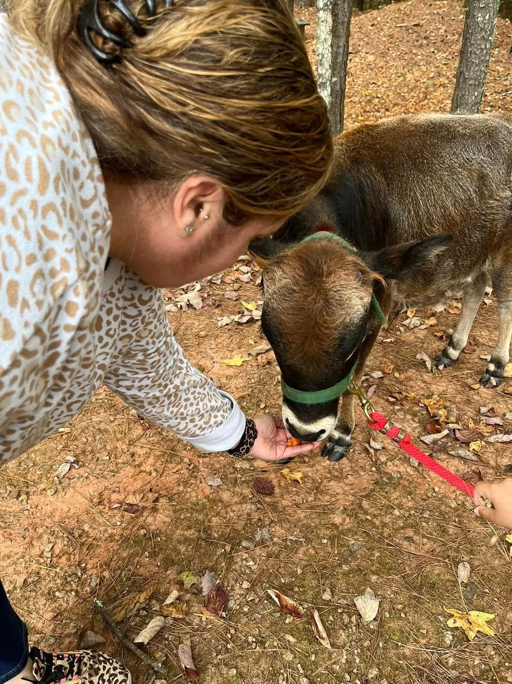Mobile Petting Zoo — Tiny Tails Farm Adventures