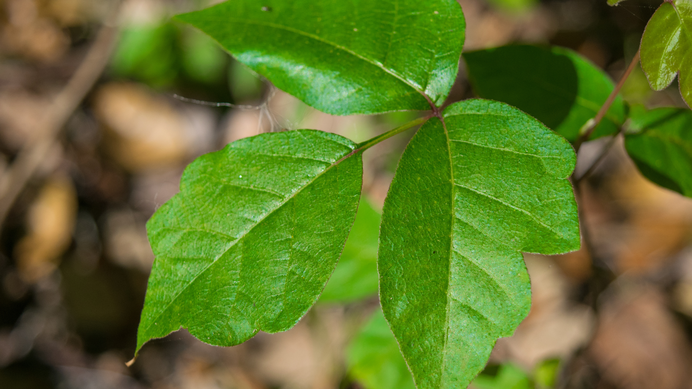 Essential Oils for Poison Ivy — Essential Oils Articles