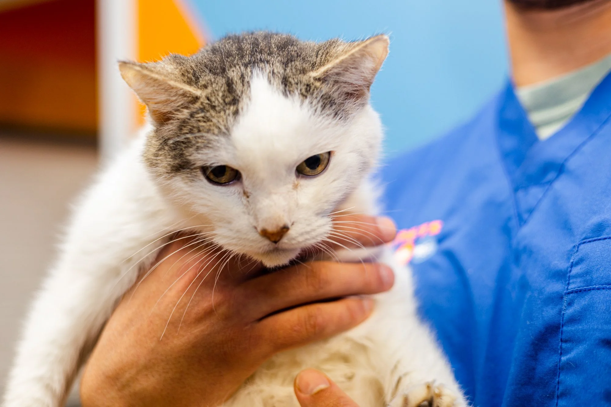Perineal Urethrostomy for Cats in Chantilly, VA | Expert Feline ...