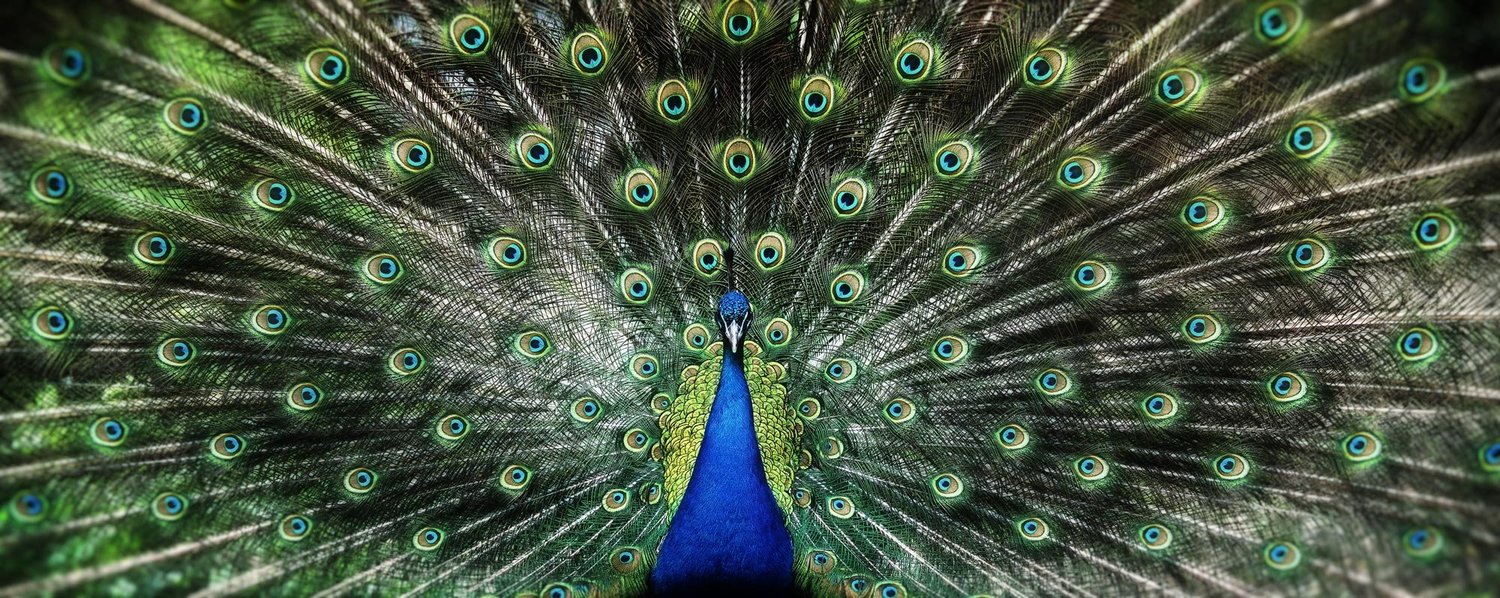 Peacock Sanctuary — The World Famous Petersen Rock Garden, Museum and ...