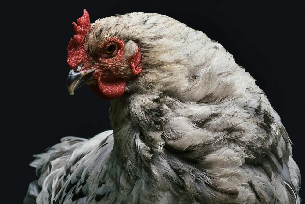 International Council for Animal Welfare