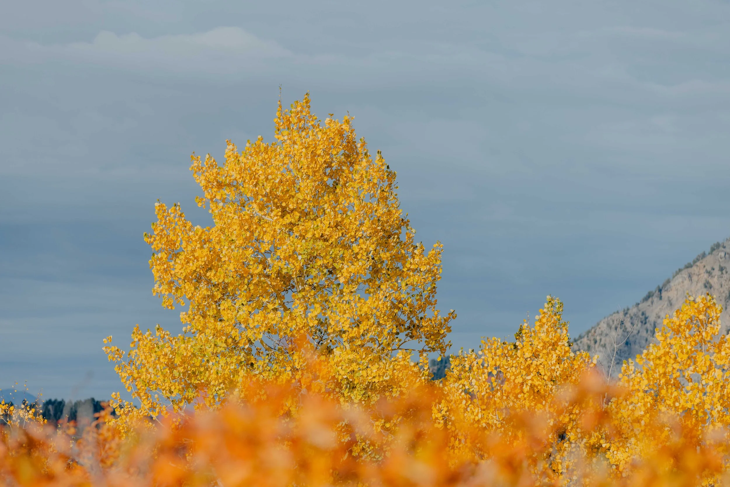 Gaspin through the aspens