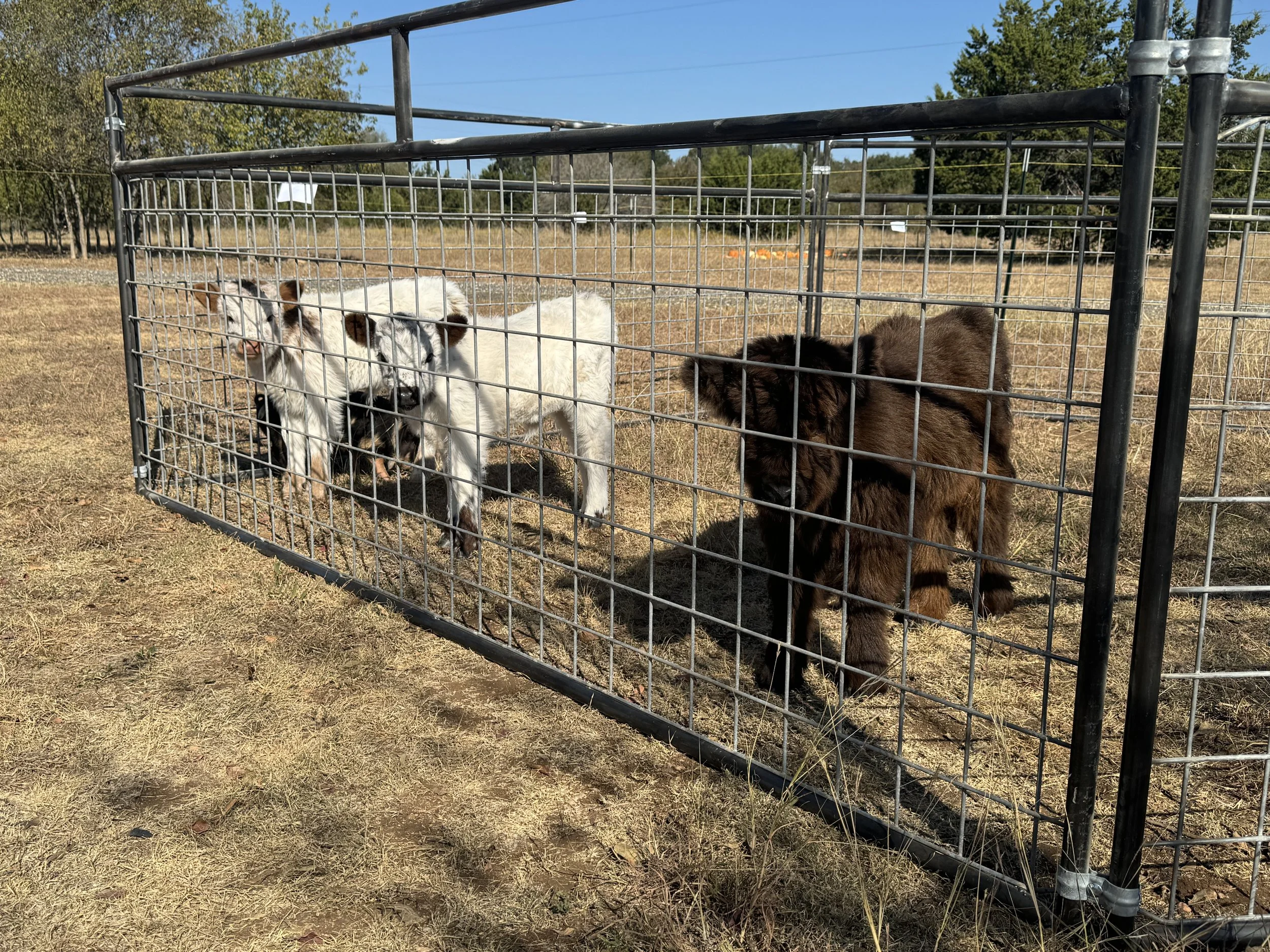 Appointments 2 — Highland Acres Homestead