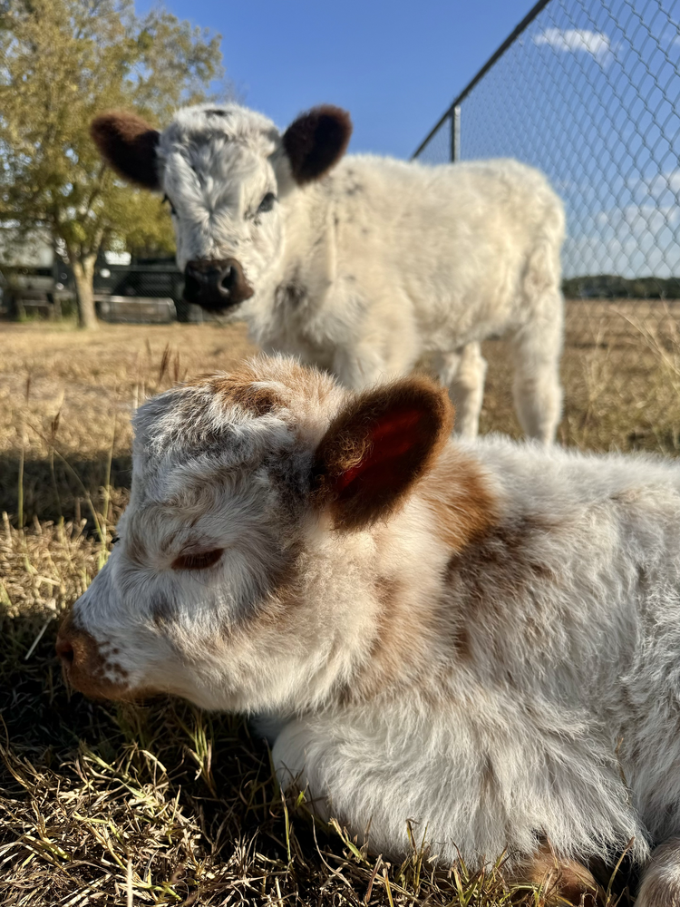 Mini Highland Cows — Highland Acres Homestead