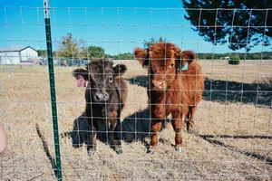 Mini Highland Cows — Highland Acres Homestead