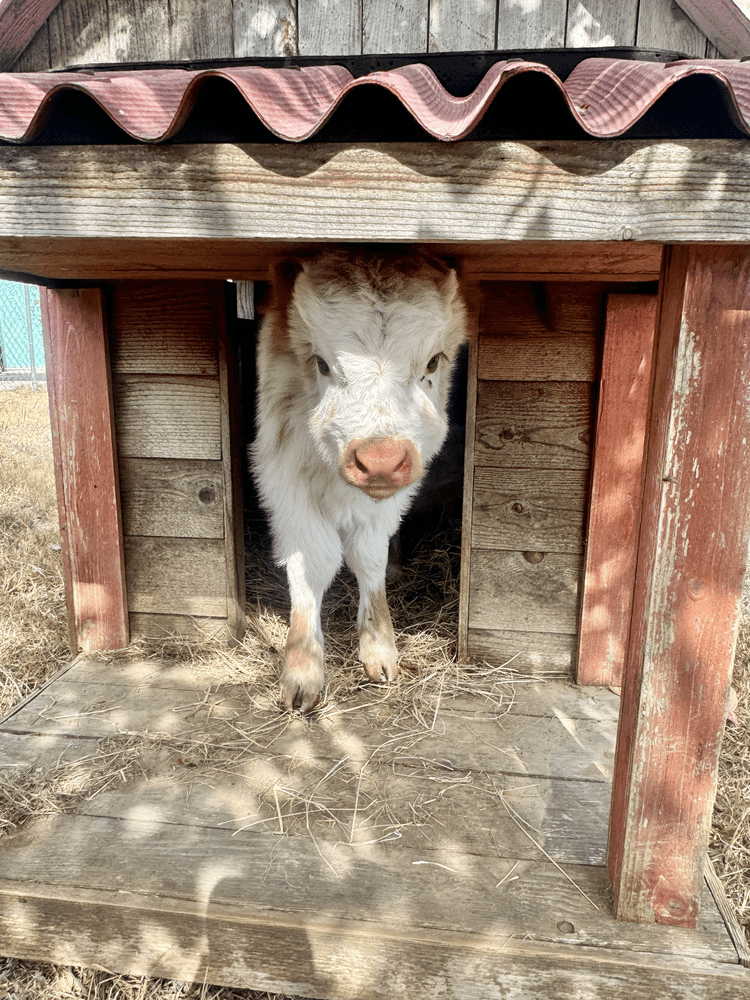 Mini Highland Cows — Highland Acres Homestead