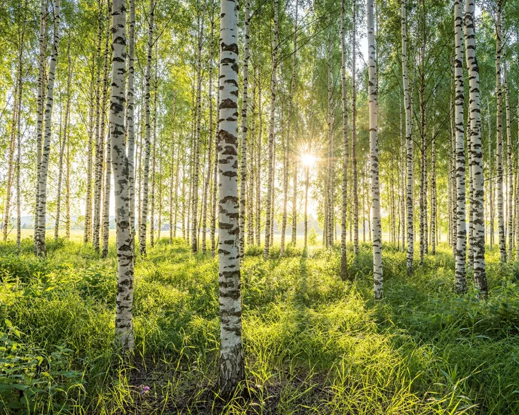 Trauma Healing | Jeffrey Rutstein, Psy.D. | Personal & Professional Support