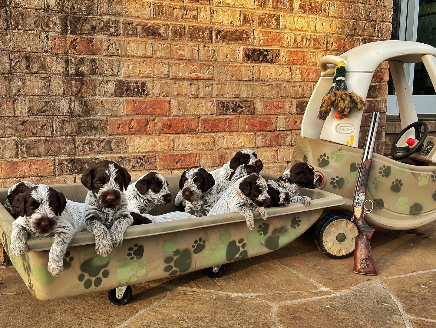 Breeders Referral | Find Your Perfect Companion — AWPGA