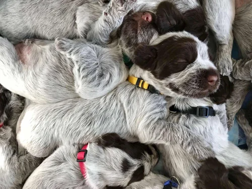 Breeders Referral | Find Your Perfect Companion — AWPGA