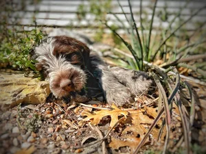 Breeders Referral | Find Your Perfect Companion — AWPGA