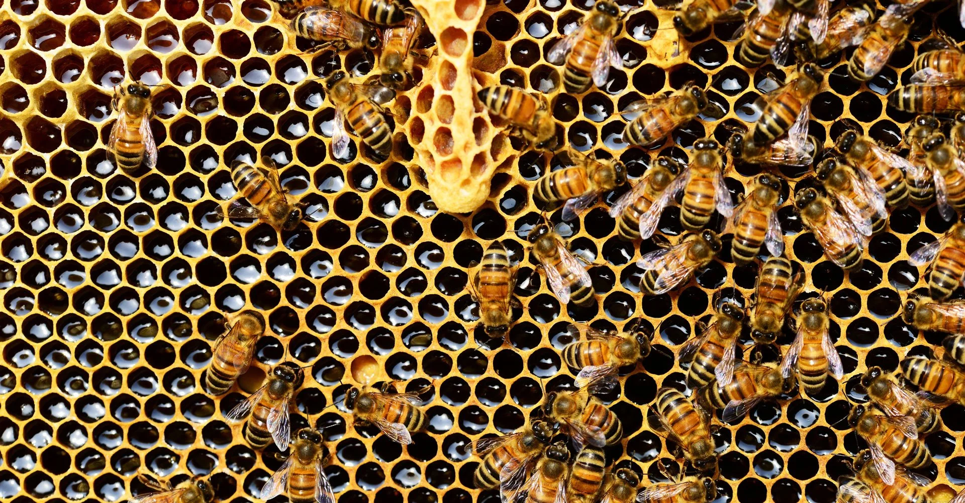 NZ Bee Health & Biosecurity