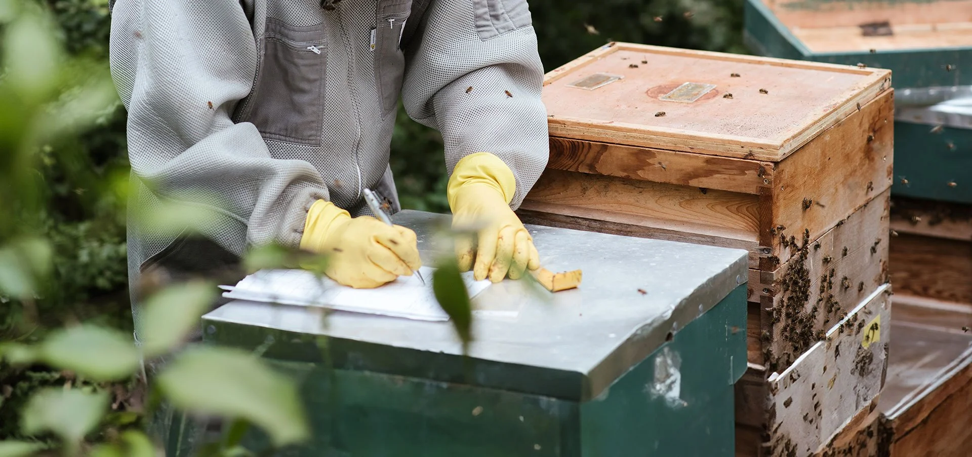 Beekeeper 101 — NZ Bee Health & Biosecurity