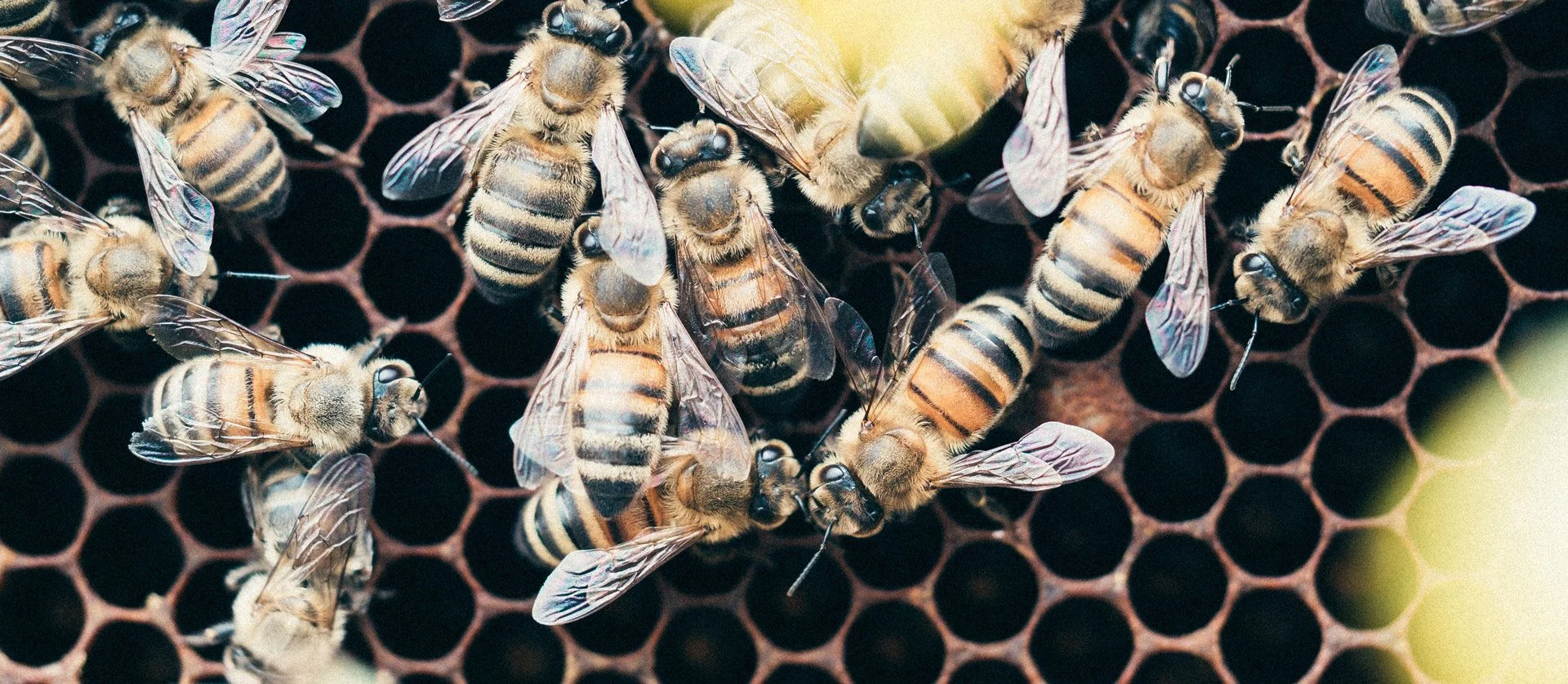 NZ Bee Health & Biosecurity