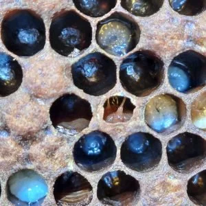 Photos of AFB — NZ Bee Health & Biosecurity