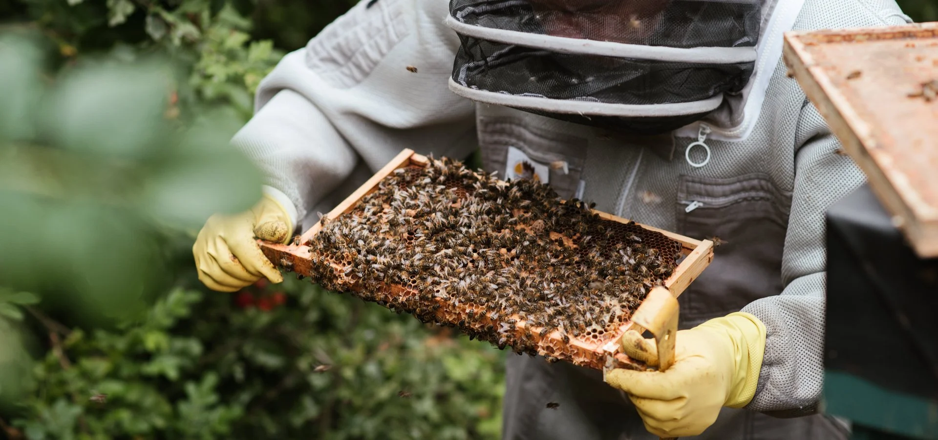 NZ Bee Health & Biosecurity