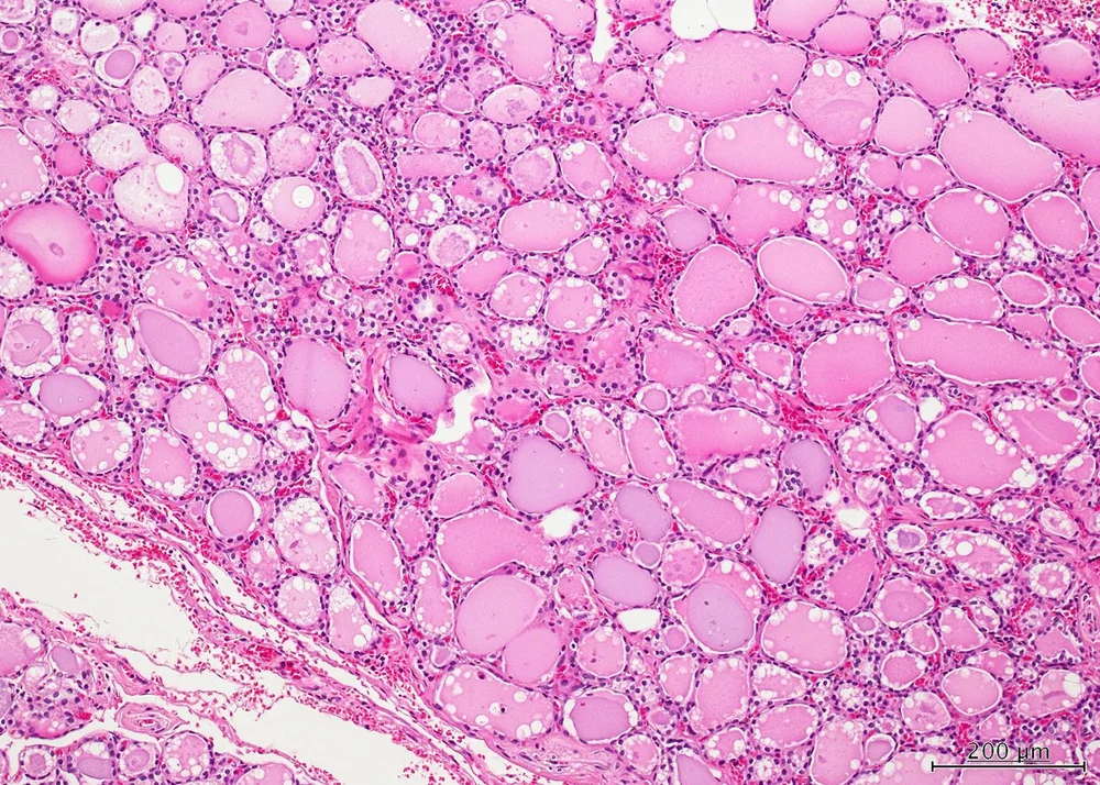 The Science — Saul Hertz MD