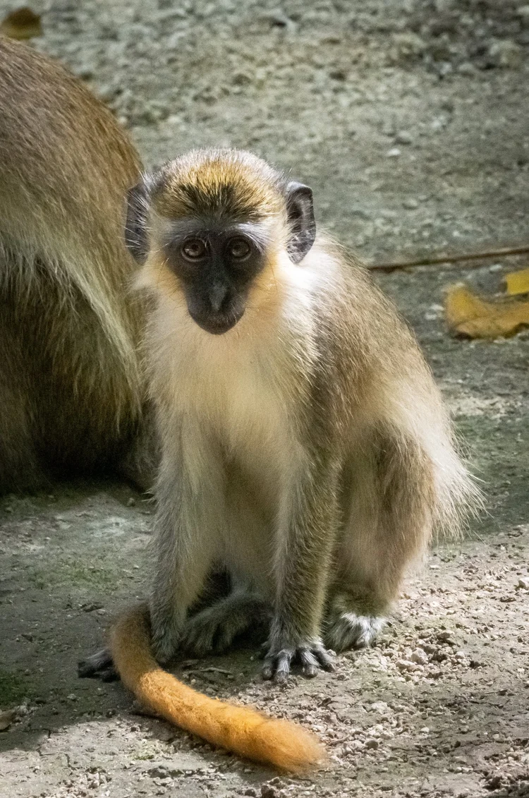 Monkeys | Discover Wild Monkeys – Visit Today — Welchman Hall Gully ...