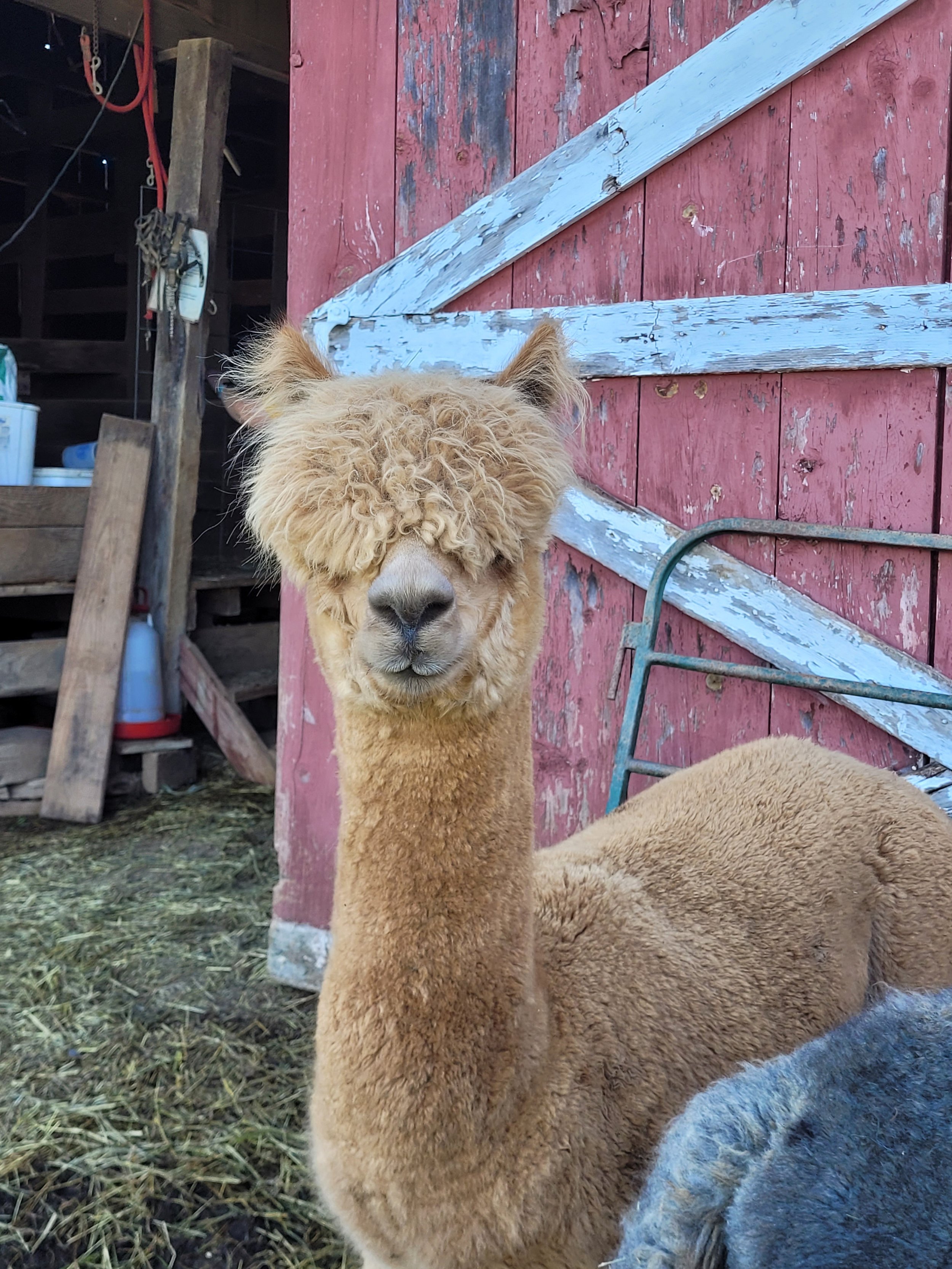 Events — Hickory Meadow Alpaca Farm