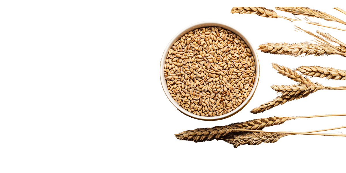 Grain Conversion Chart PDF — Its Freshly Milled