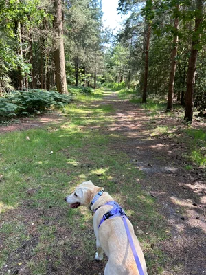 Top 7 Dog-Friendly Walks in the New Forest | Led Astray