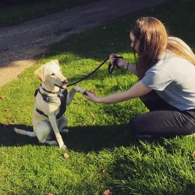 The Language of Love: Understanding Your Dog's Unique Ways of Showing ...