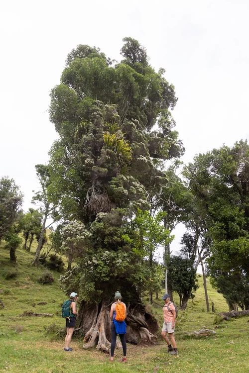 Nuku Walk Itinerary — Nuku Walk