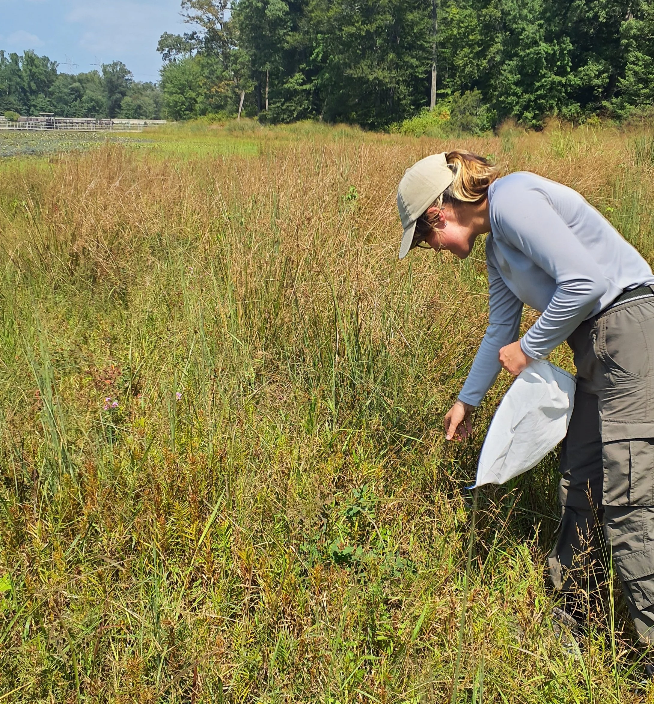 Mid-Atlantic Regional Seed Bank