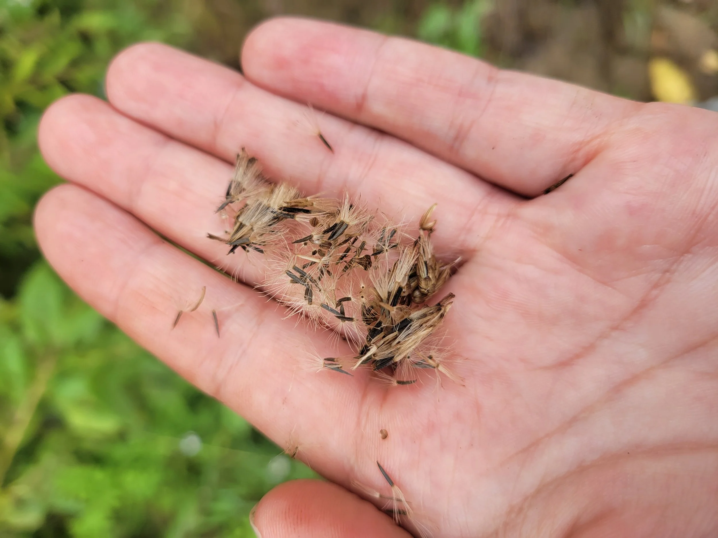 MARSB Six-Point Program — Mid-Atlantic Regional Seed Bank