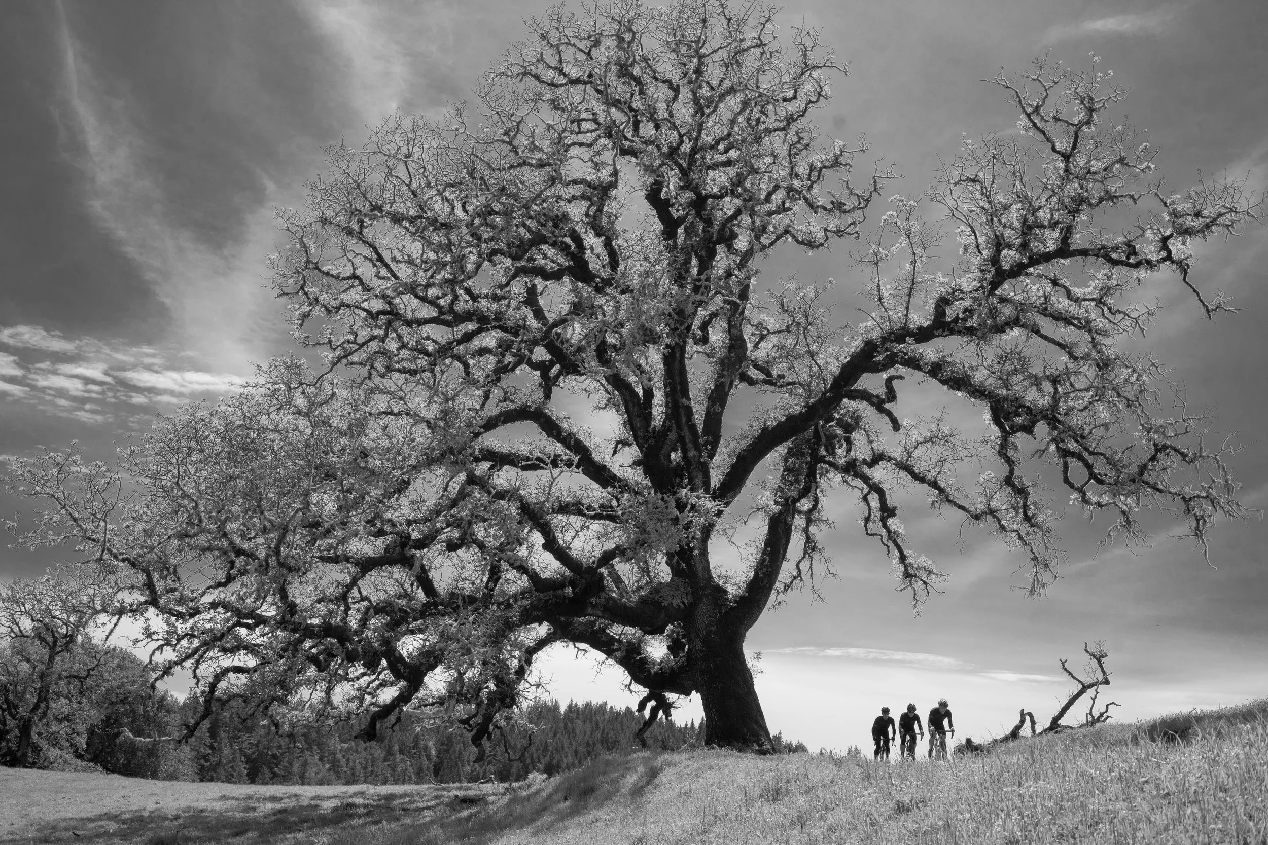 King Ridge — Grasshopper Adventure Series