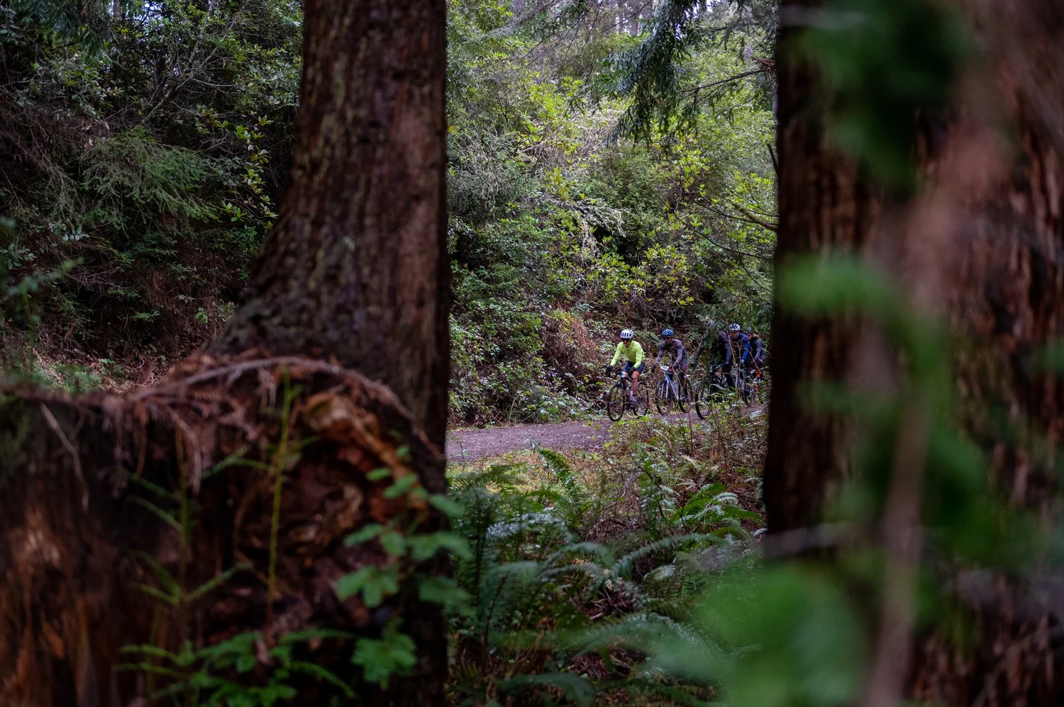 Jackson Forest Grasshopper | Experience the Adventure Today ...