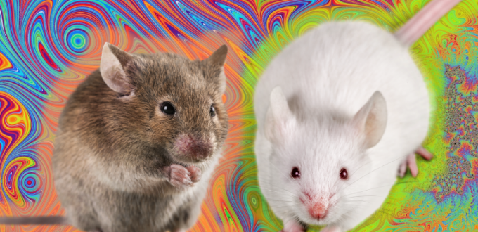 Psychedelic Health Professional Network