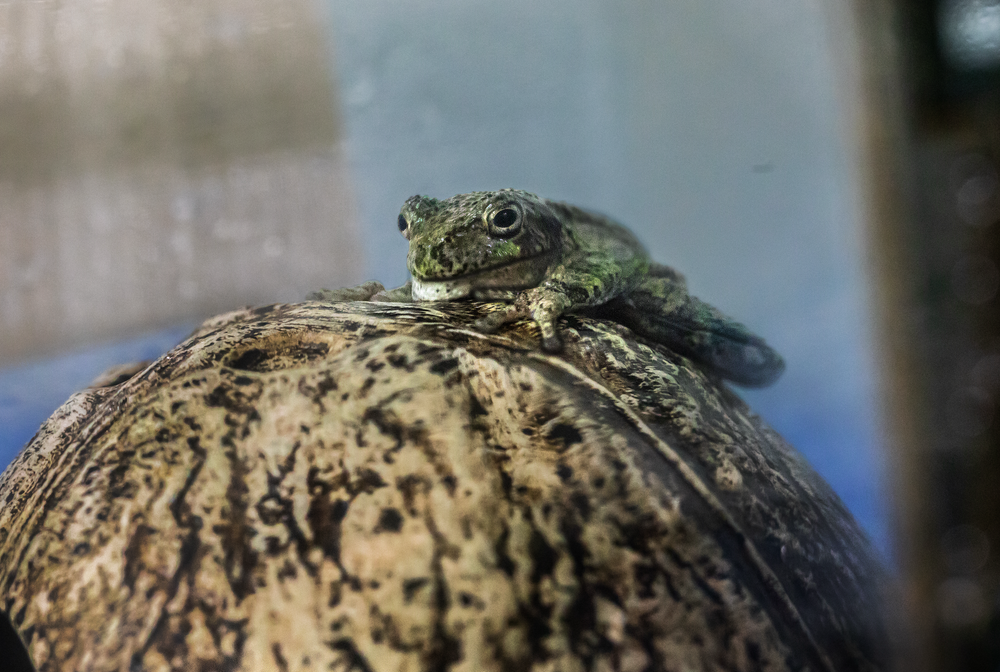 Wildlife Rehab & Hospital | Re-Wilding Indiana
