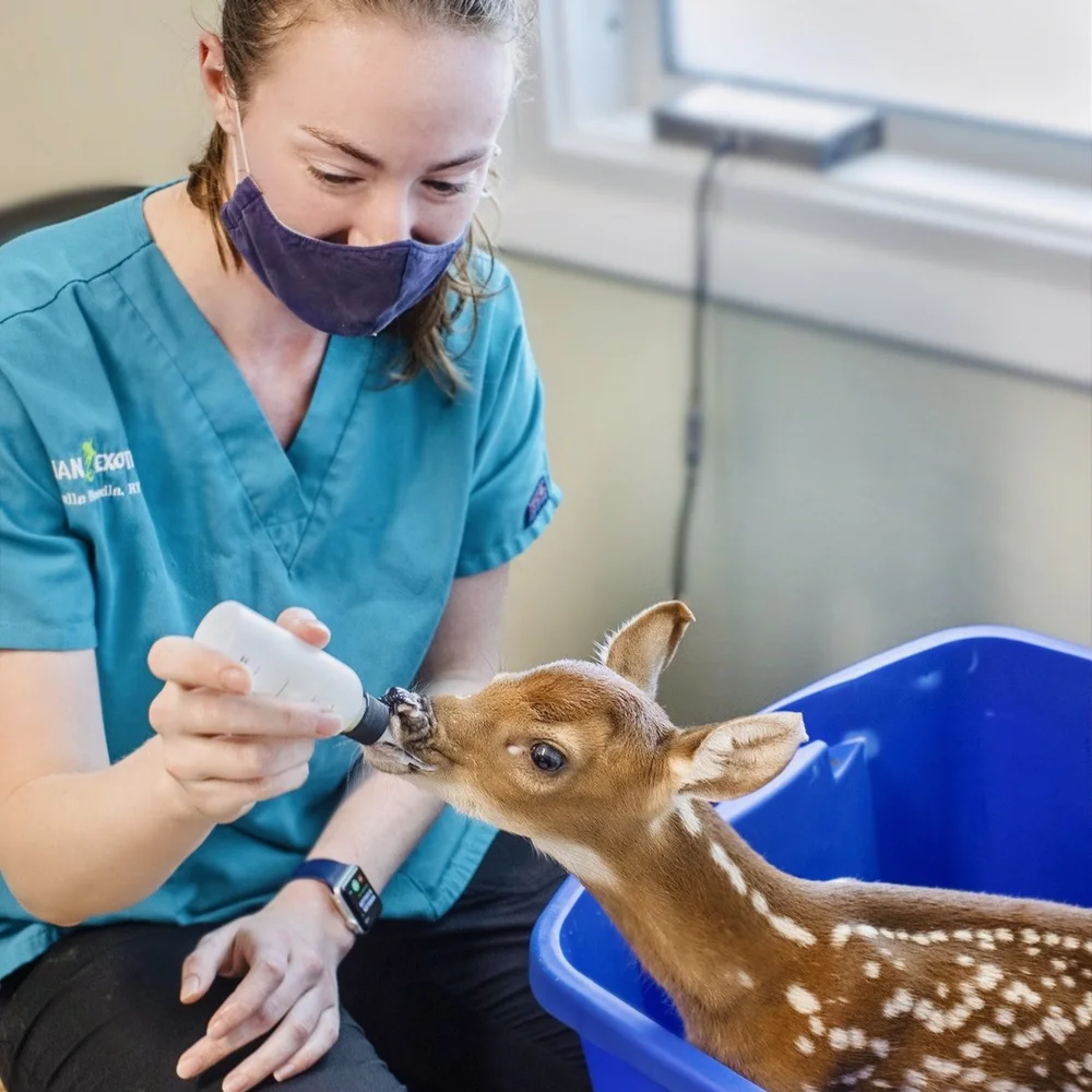 Wildlife Rehab & Hospital | Re-Wilding Indiana