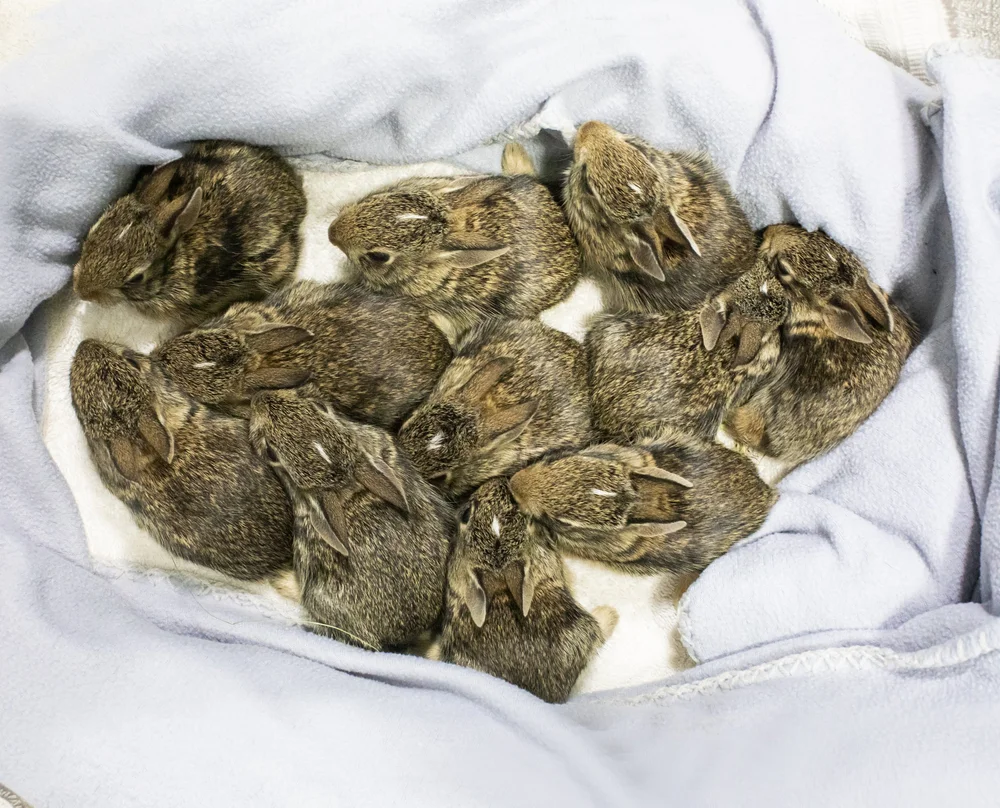 Wildlife Rehab & Hospital | Re-Wilding Indiana