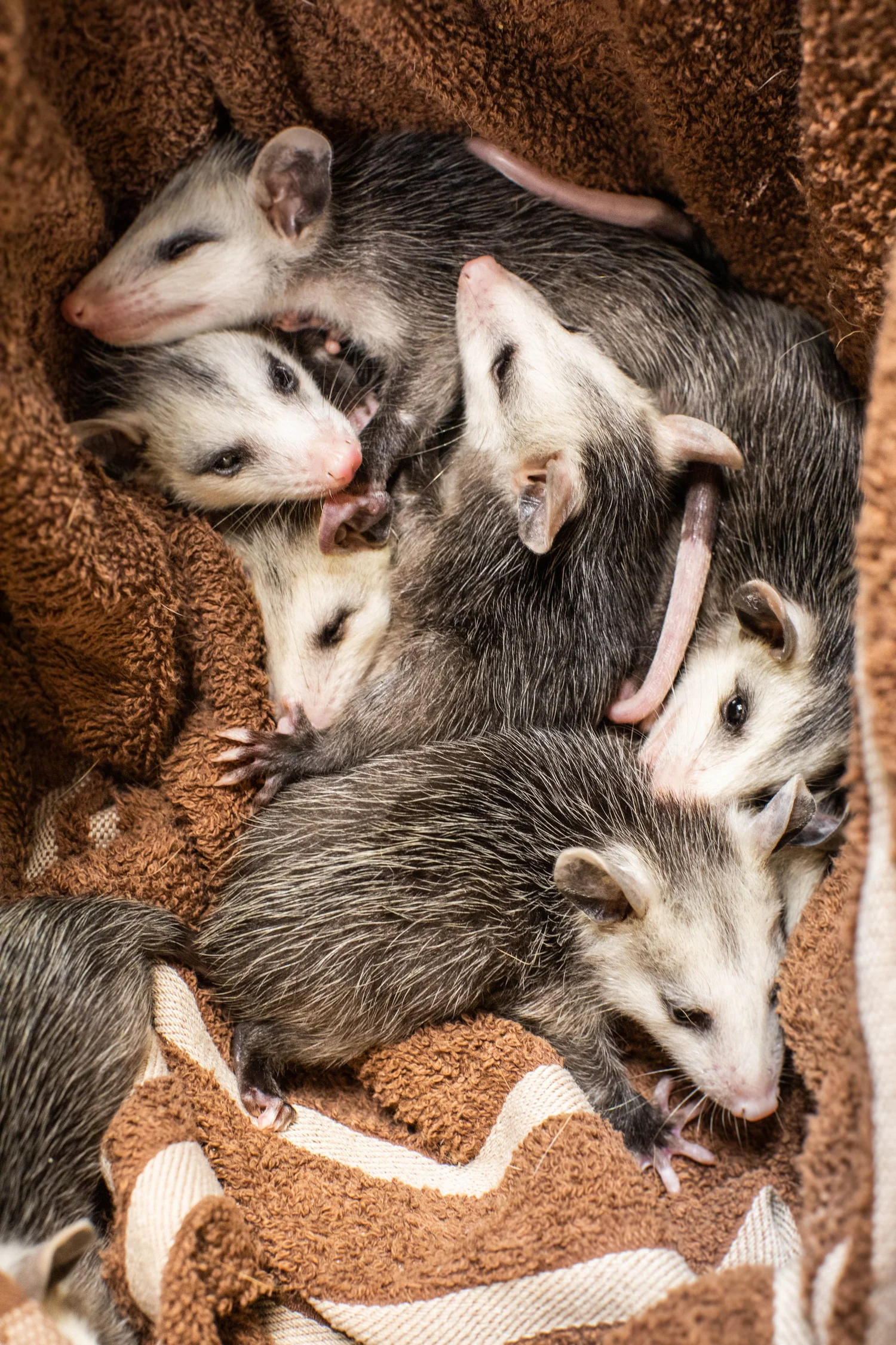 Wildlife Rehab & Hospital | Re-Wilding Indiana