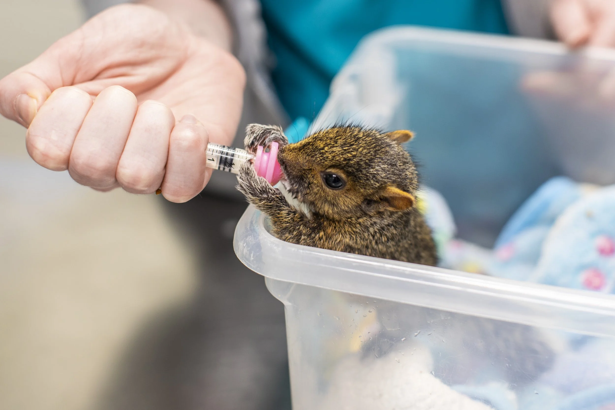 Wildlife Rehab & Hospital | Re-Wilding Indiana