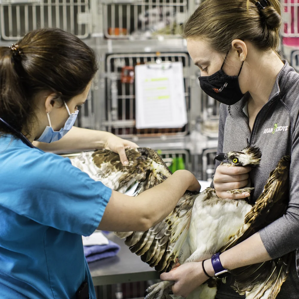 Wildlife Rehab & Hospital | Re-Wilding Indiana