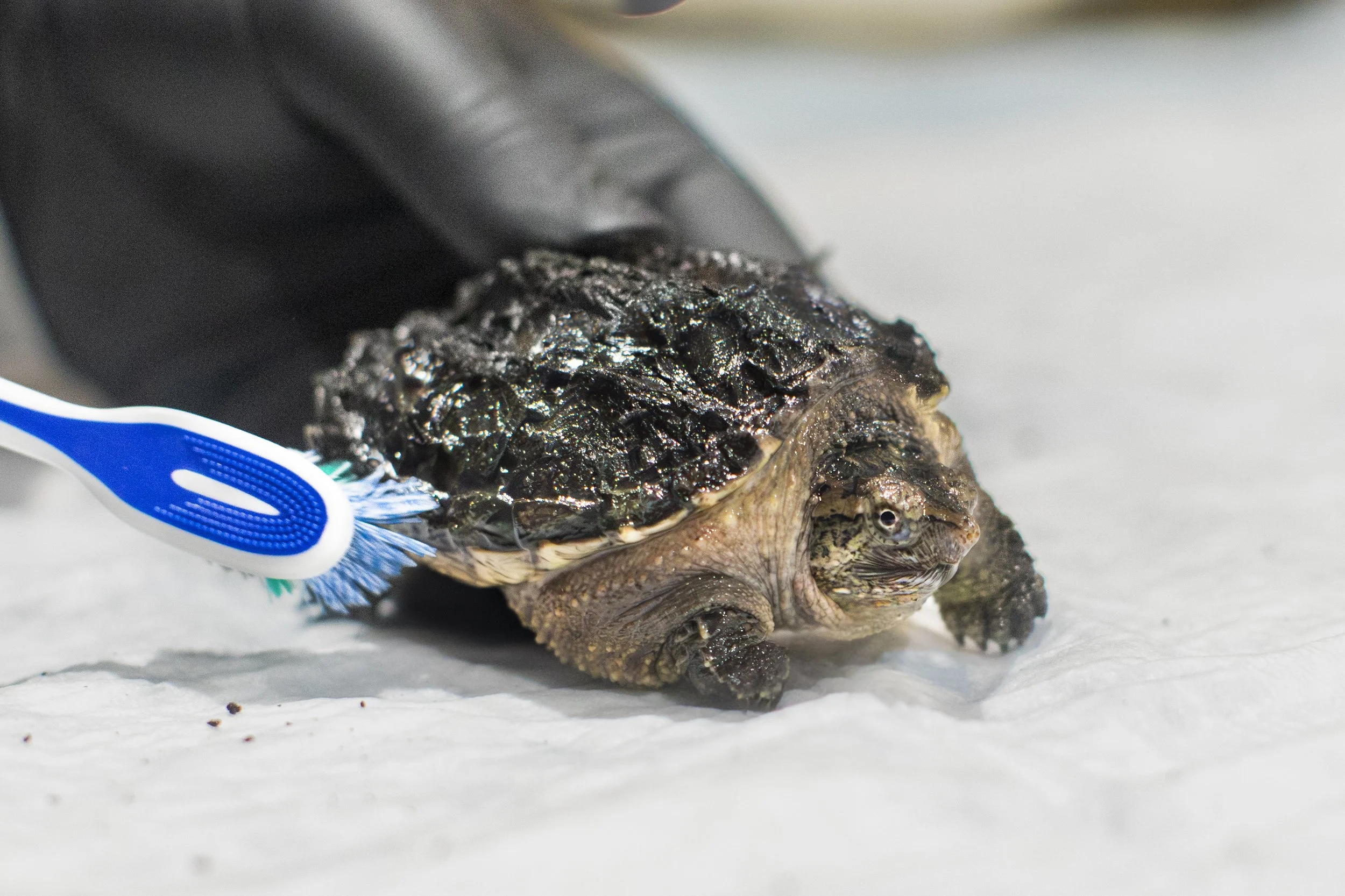Wildlife Rehab & Hospital | Re-Wilding Indiana