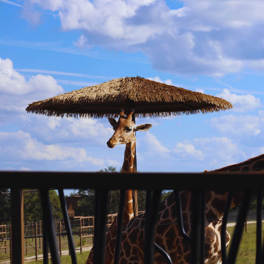 Animal Education | Discover & Learn — The Preserve - Fredericksburg ...