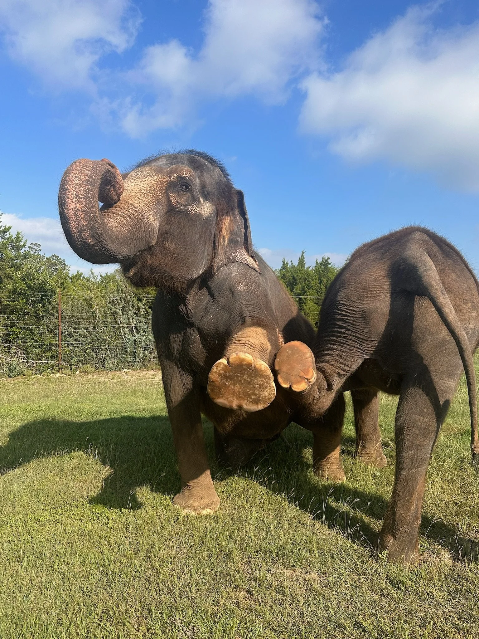 Elephant-Painted Art and Gifts | The Preserve Fredericksburg TX — The ...