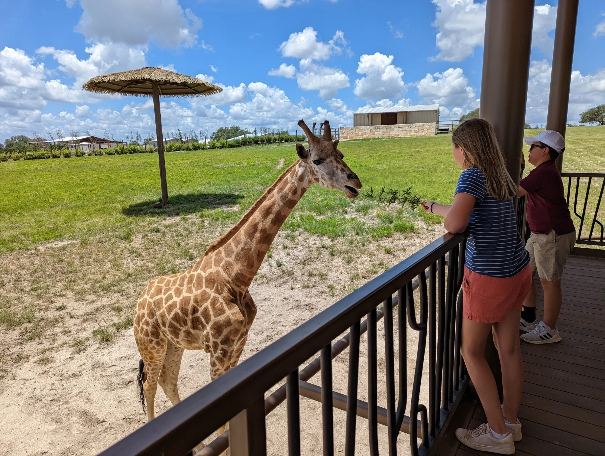 Animal Expedition: Kangaroos, Giraffes and Exotic Wildlife — The ...