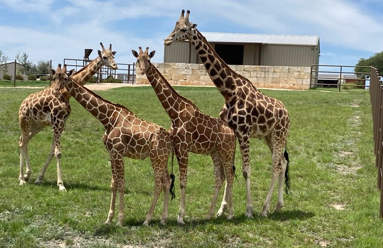 Elephant Experience FAQs | The Preserve Fredericksburg — The Preserve ...