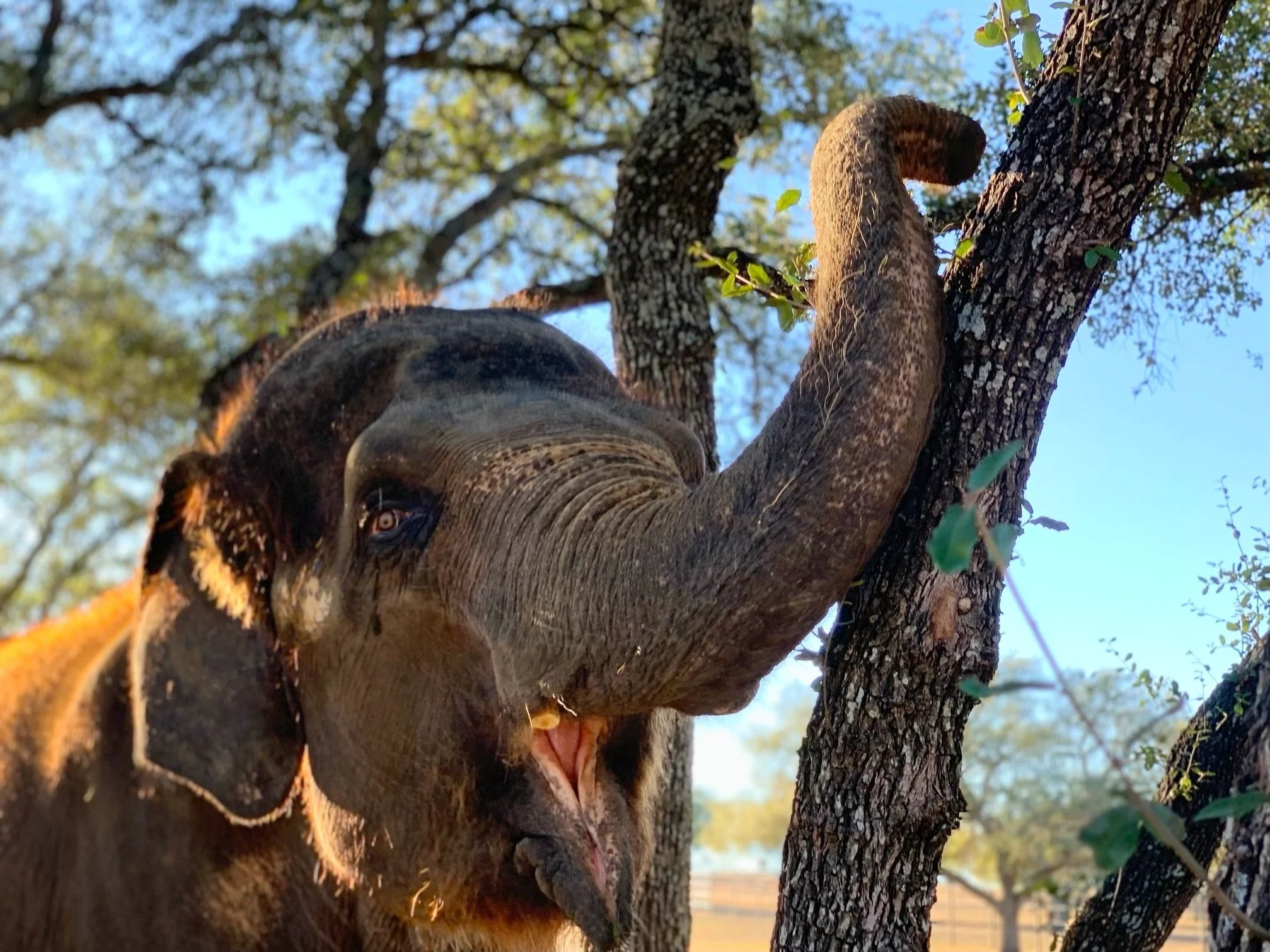 Elephant Experience: Meet Asian Elephants in Texas — The Preserve ...