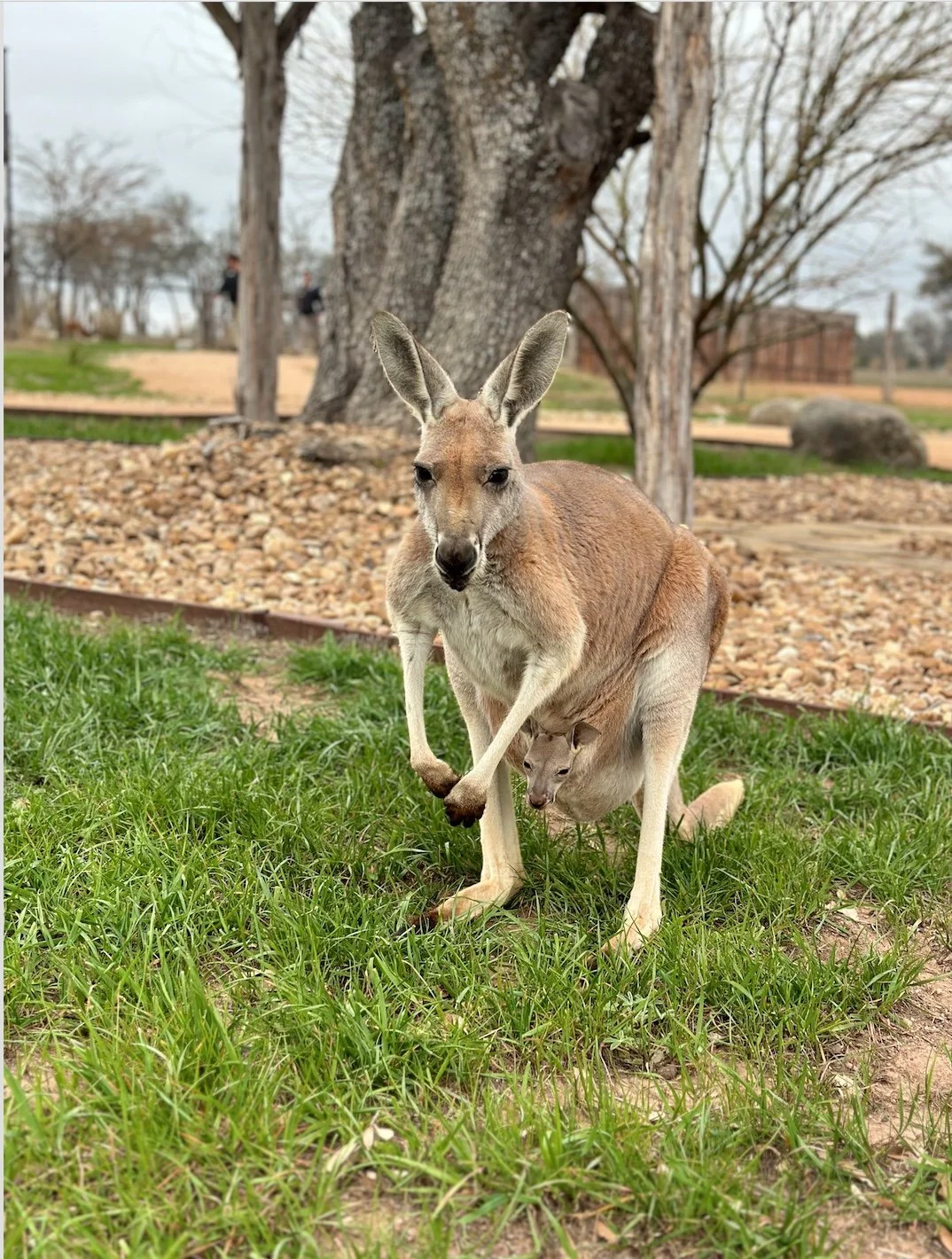 Animal Expedition: Kangaroos, Giraffes and Exotic Wildlife — The ...