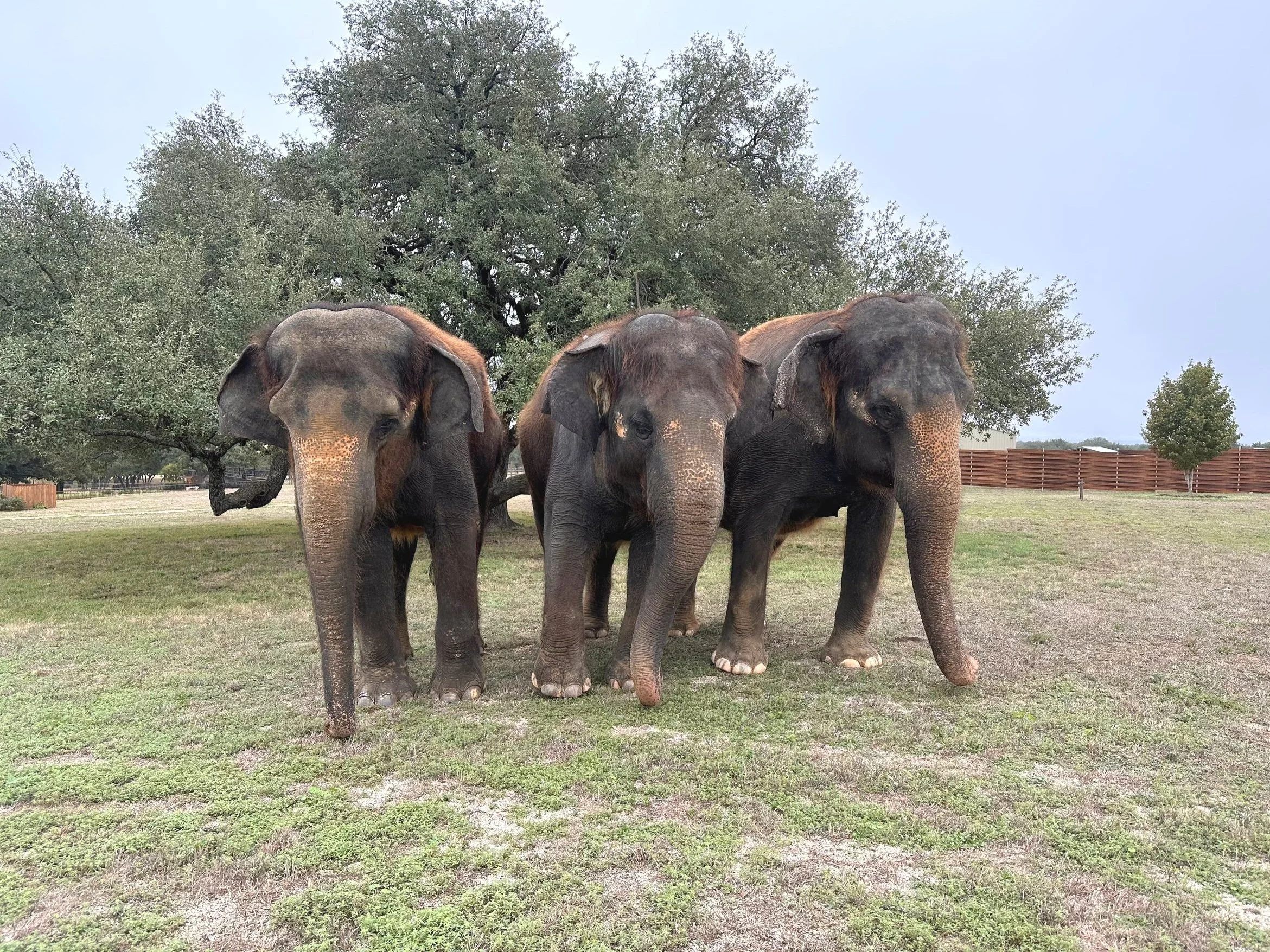 Elephant Experience: Meet Asian Elephants in Texas — The Preserve ...