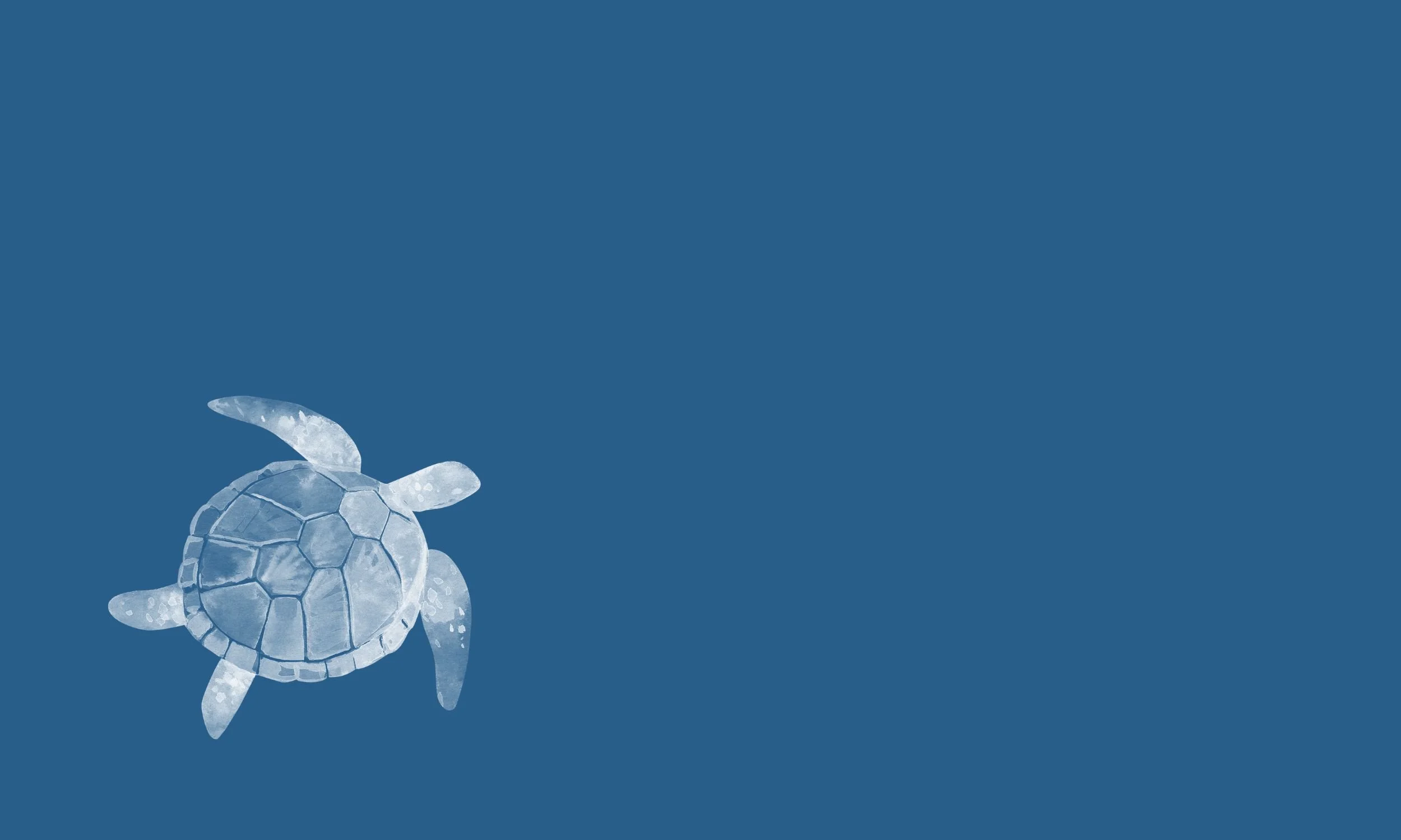 Sea Turtle Sponsorship — Network for Endangered Sea Turtles