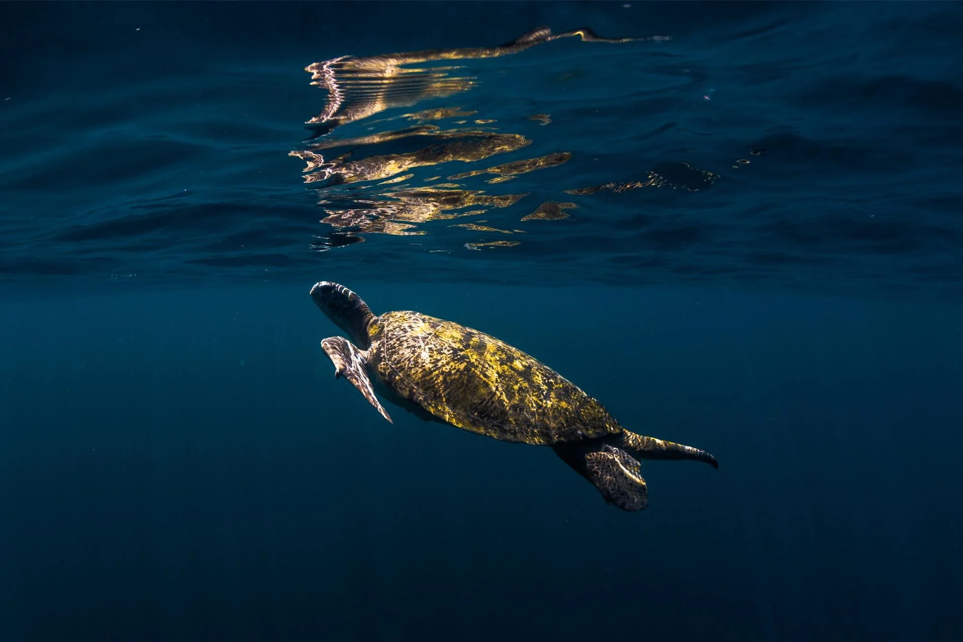 Sea Turtle Rescue Outer Banks — Network for Endangered Sea Turtles