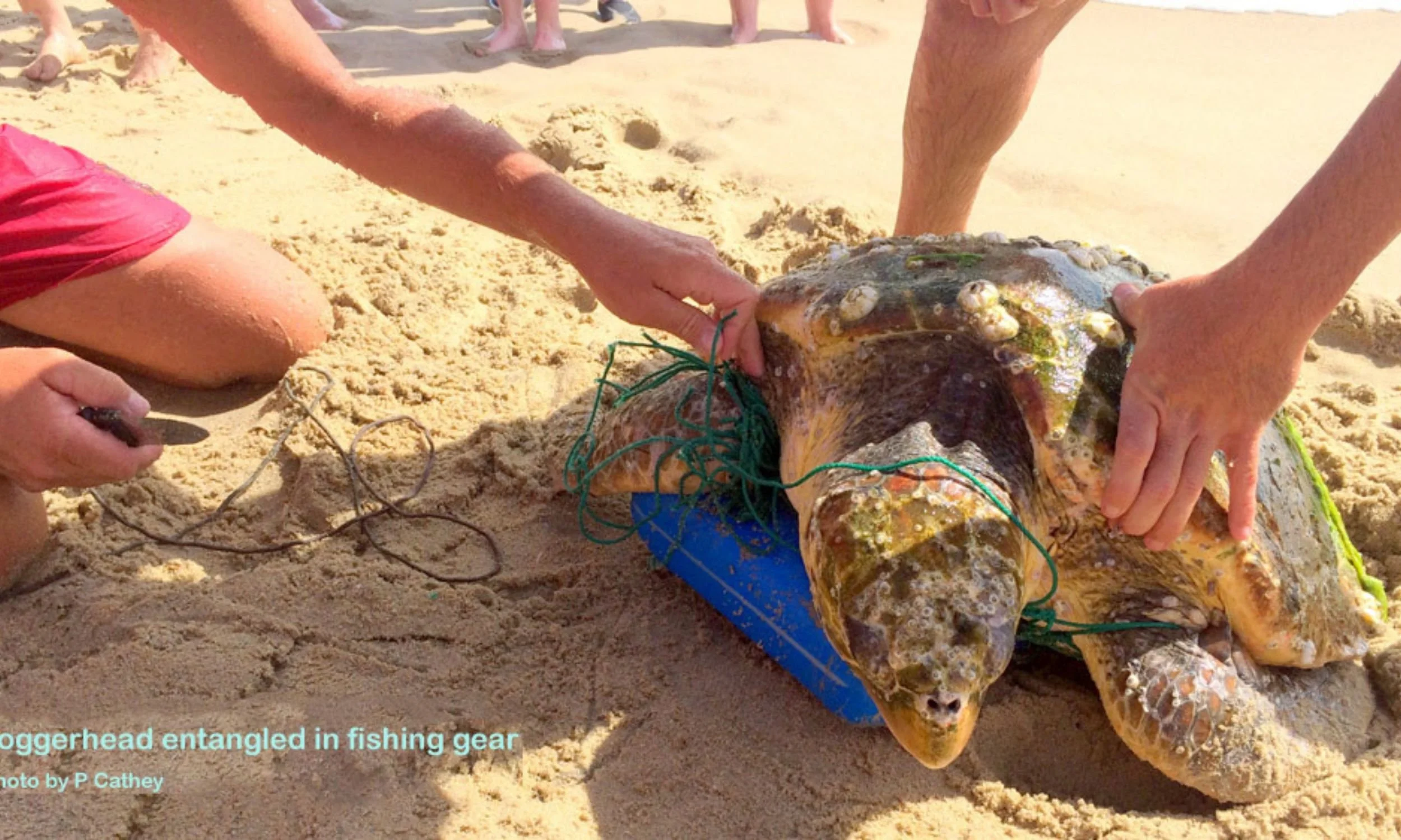 Sea Turtle Rescue Outer Banks — Network for Endangered Sea Turtles
