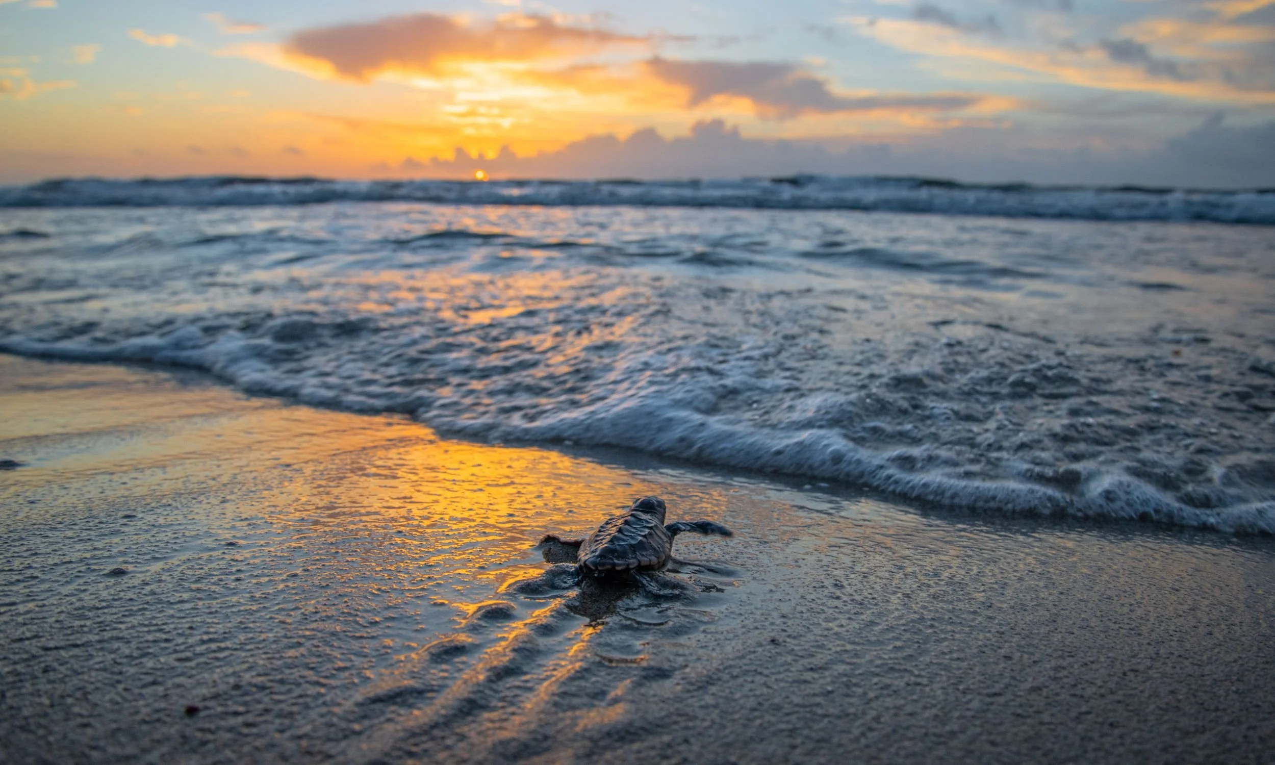Sea Turtle Volunteering — Network for Endangered Sea Turtles