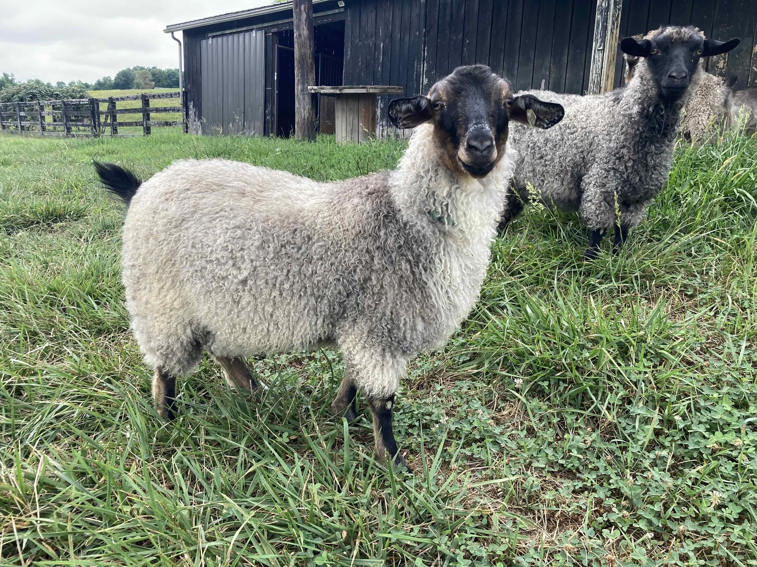 Pygora Breeders Association